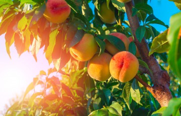 Weet jij het verSCHIL tussen een nectarine en een perzik? | FRUIT OP JE ...